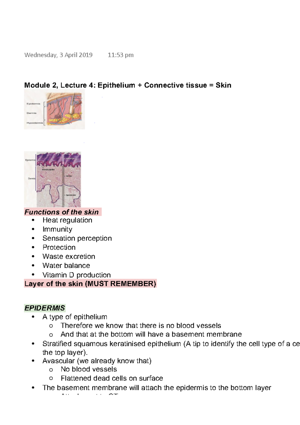 Module 2, Lecture 4 Epithelium + Connective tissue = Skin - Module 2 ...