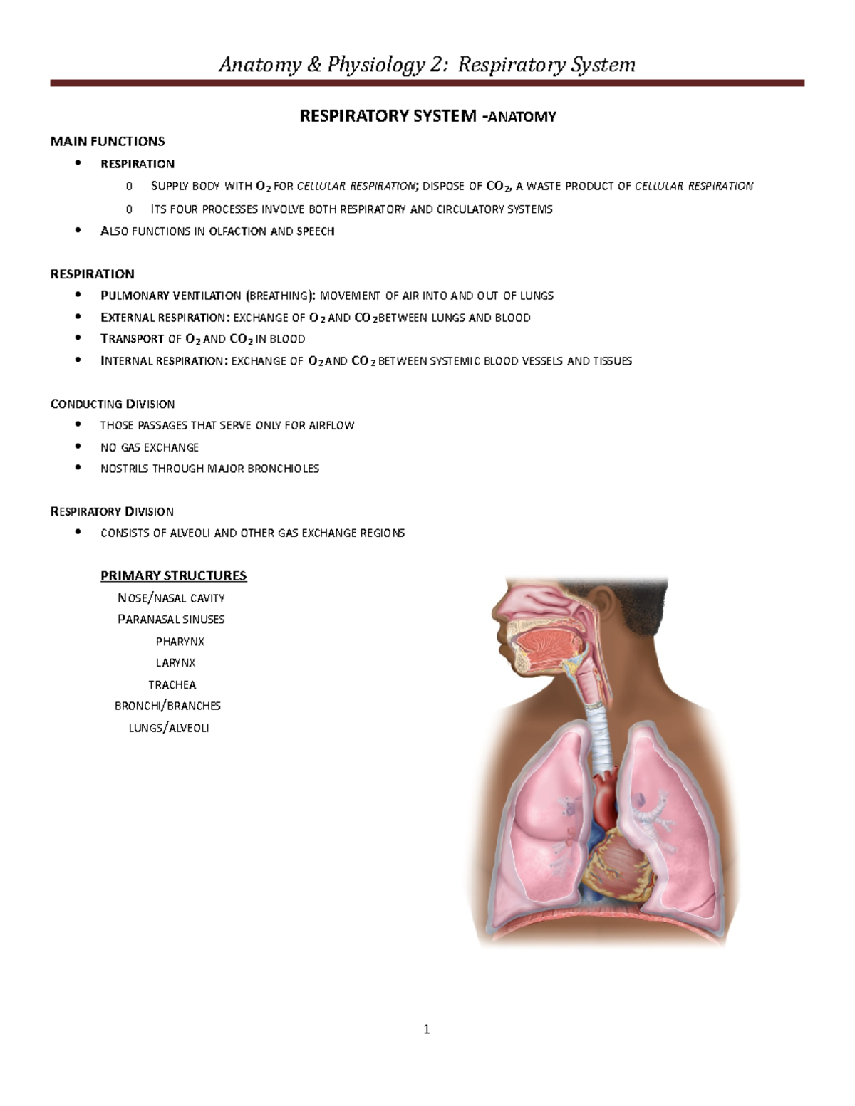 21. Respiratory outline - RESPIRATORY SYSTEM -ANATOMY MAIN FUNCTIONS ...