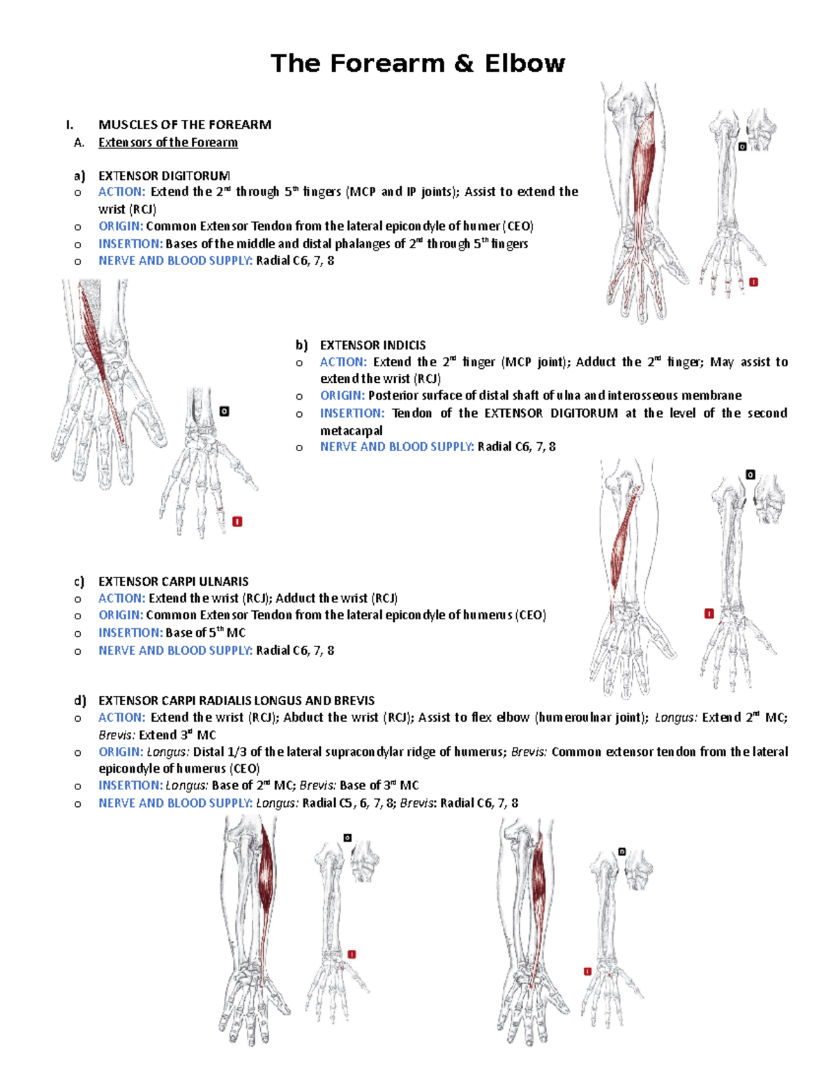 2. Forearm - The Forearm & Elbow I. MUSCLES OF THE FOREARM A. Extensors ...
