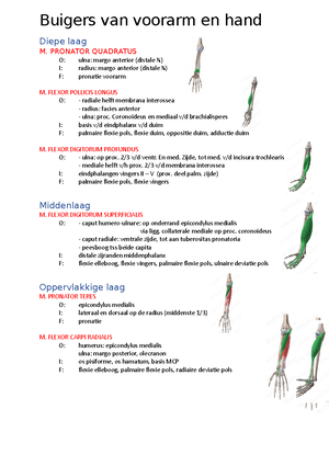Samenvatting algemene anatomie: pols en hand - Botstructren van de pols ...