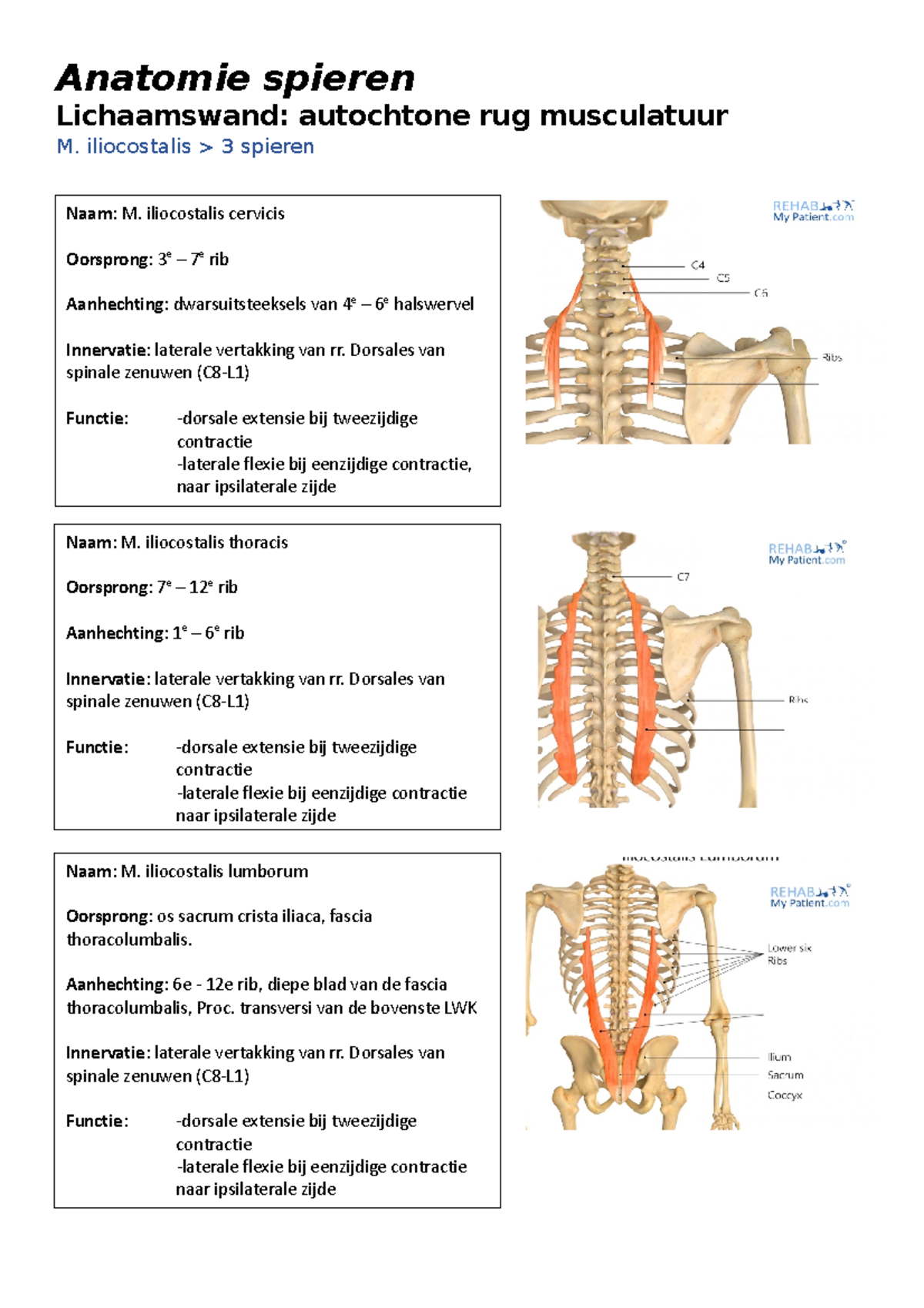 Anatomie spieren leren - Anatomie spieren Lichaamswand: autochtone rug ...