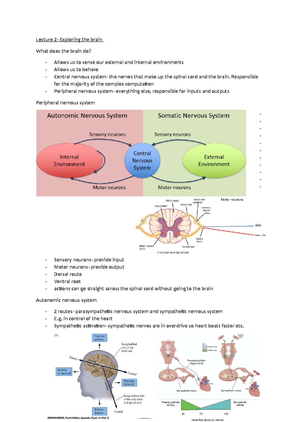 Lecture 2- Exploring the brain - Responsible for the majority of the ...