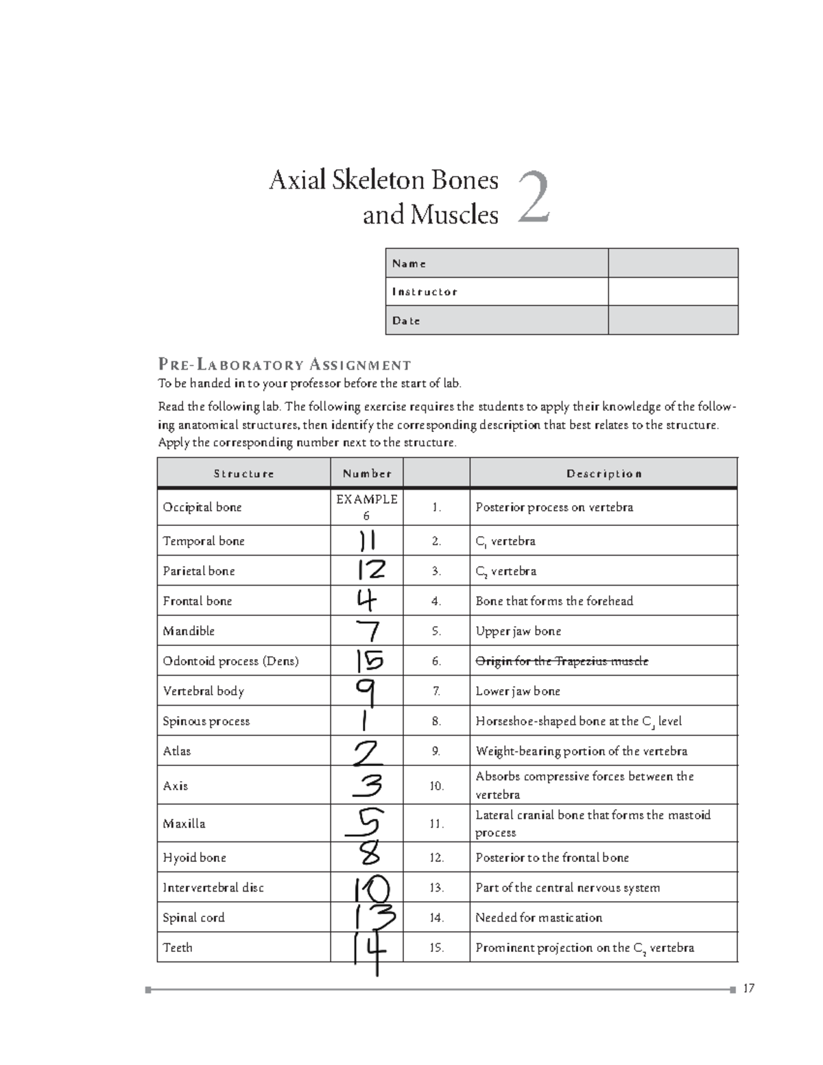 Laboratory 2 Axial Skeleton Bones and Muscles - Axial Skeleton Bones ...