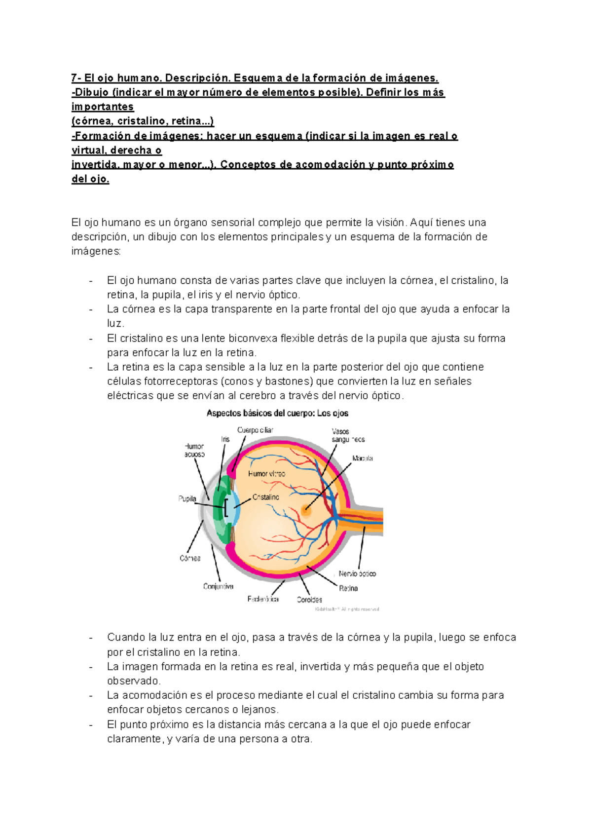 Nora garai - Pregunta Selectividad 7. OJO - 7- El ojo humano ...
