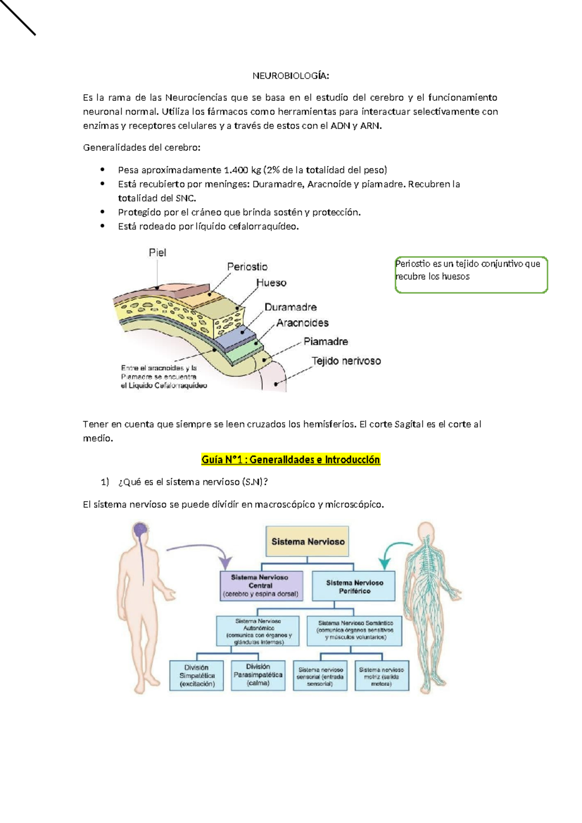 Neurobiología - Periostio es un tejido conjuntivo que recubre los ...