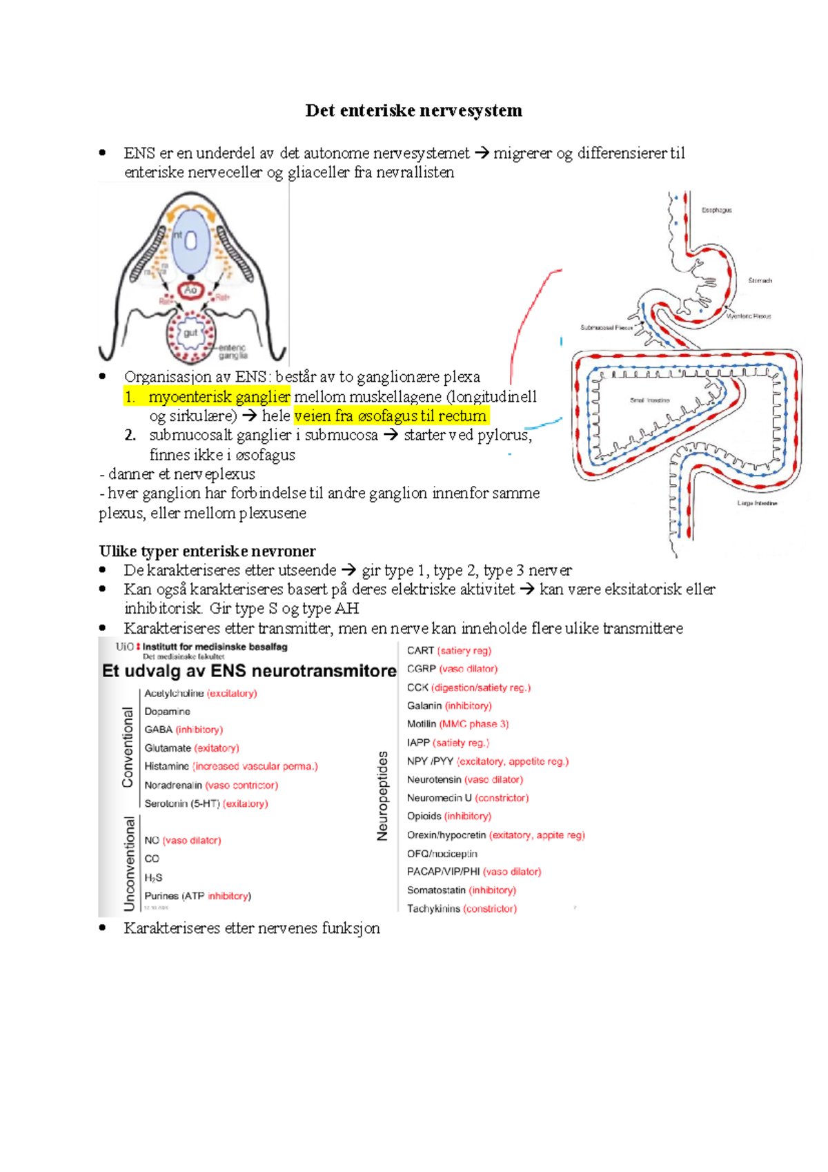 Det enteriske nervesystem - myoenterisk ganglier mellom muskellagene ...