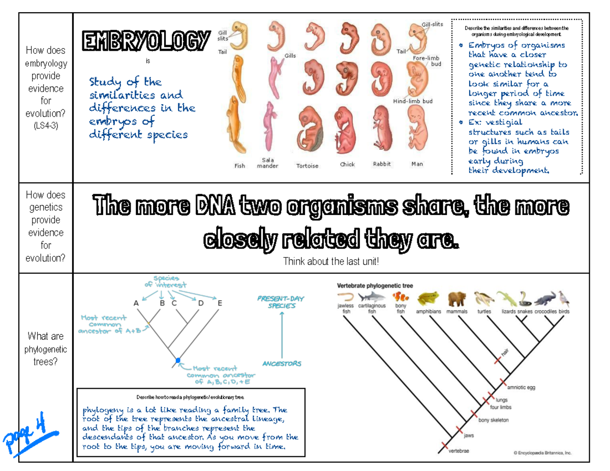 pg4-natural-selection-adaptation-cornell-doodle-notes-how-does