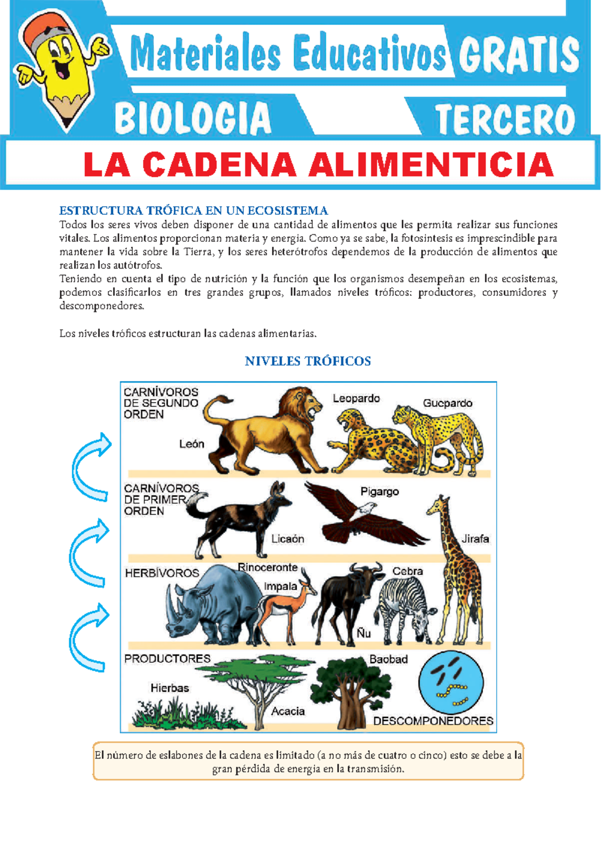 La Cadena Alimenticia para Tercer Grado de Secundaria - ESTRUCTURA ...