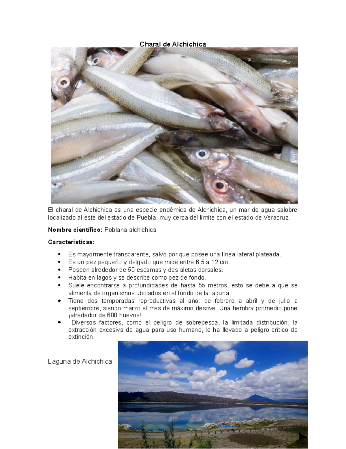Charal de Alchichica (Especie endemica) - Charal de Alchichica El ...