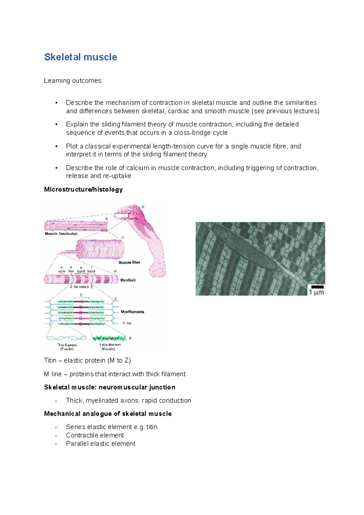 Skeletal muscle - titin - Contractile element - Parallel elastic ...