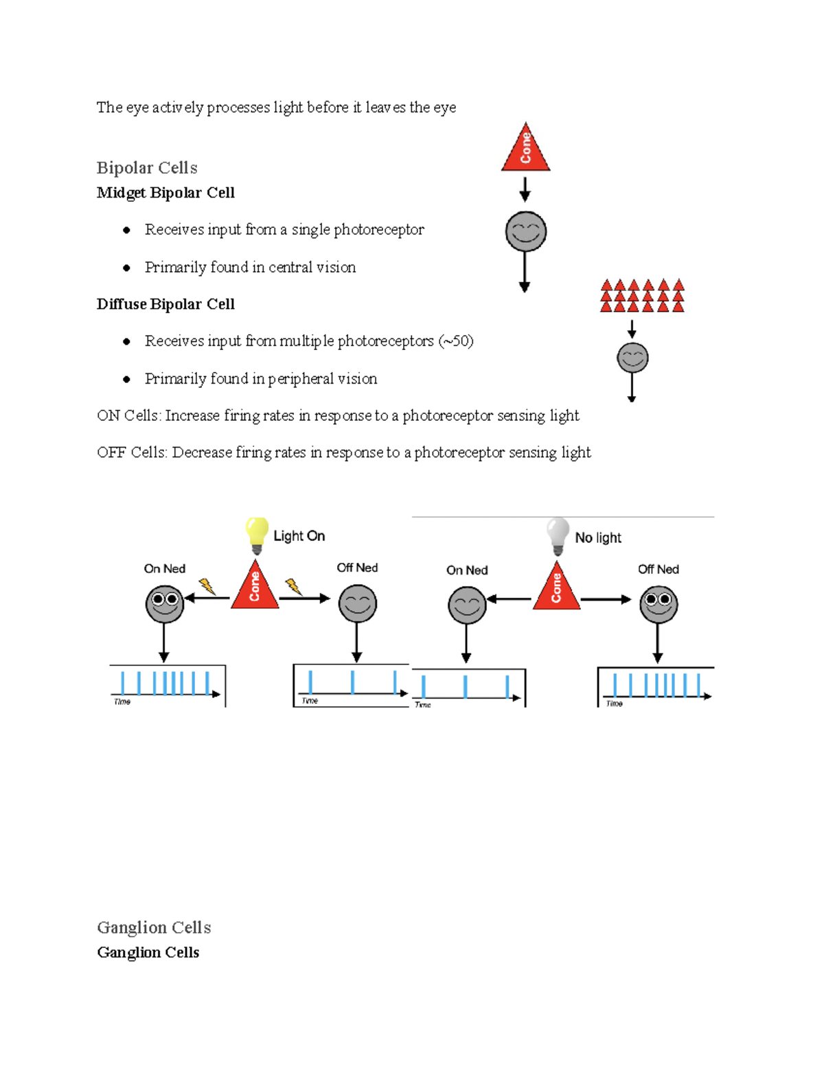 Low-Level Vision - The eye actively processes light before it leaves ...