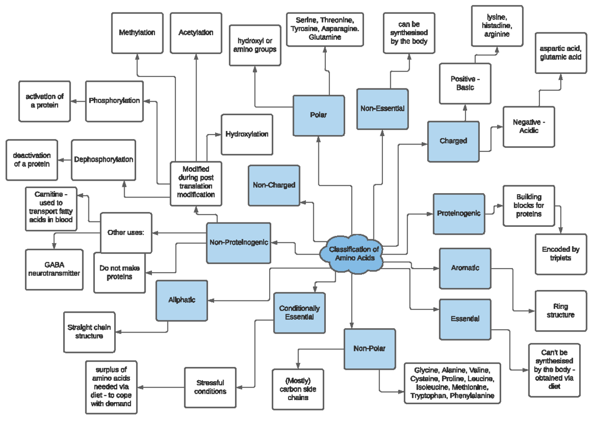 Classification of amino acids mindmap - Classification of Amino Acids ...