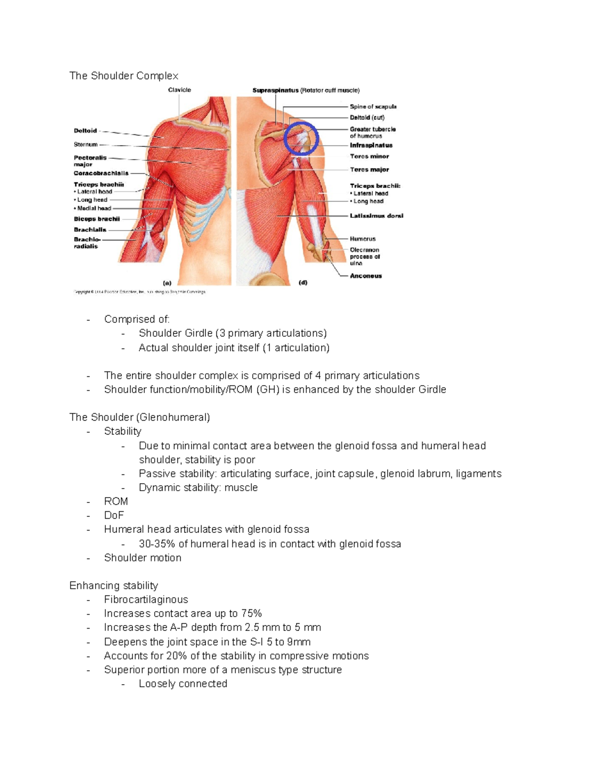 The Shoulder - Professor Zach Siebert - The Shoulder Complex Comprised ...