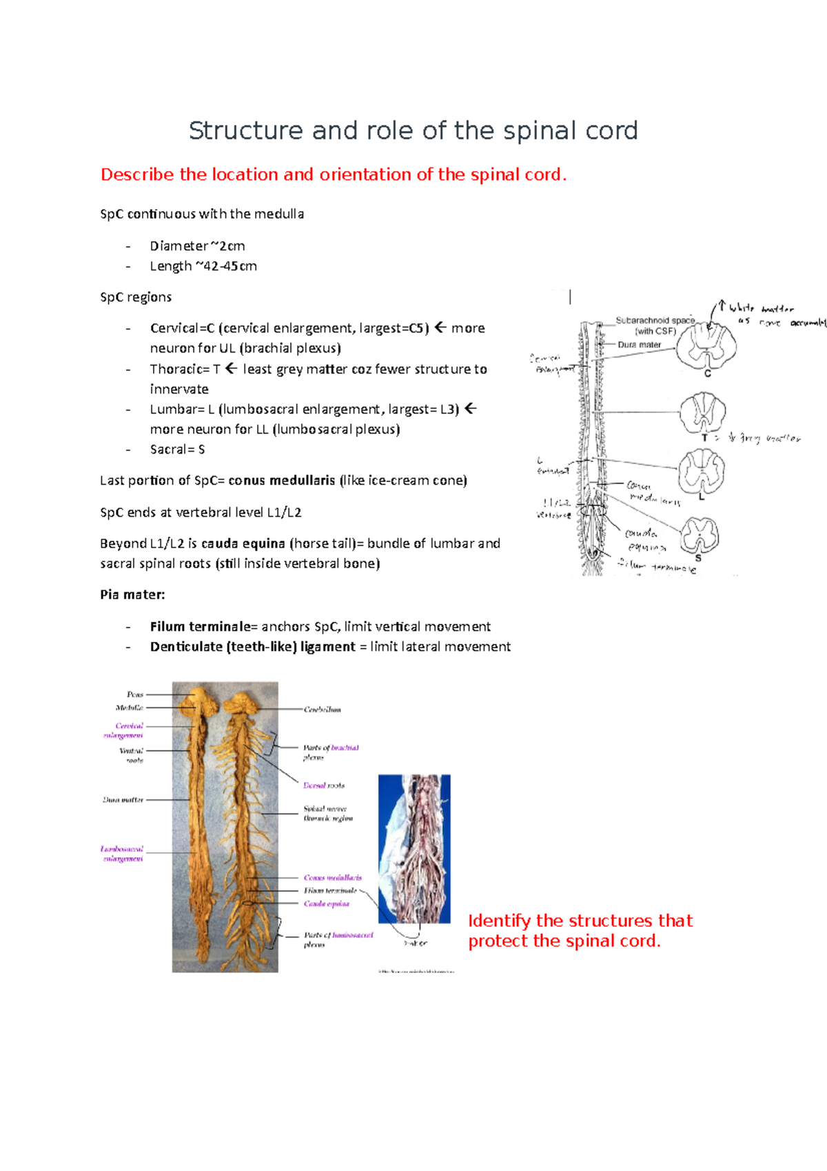 Structure and role of the spinal cord - BIOS1171 - USyd - Studocu