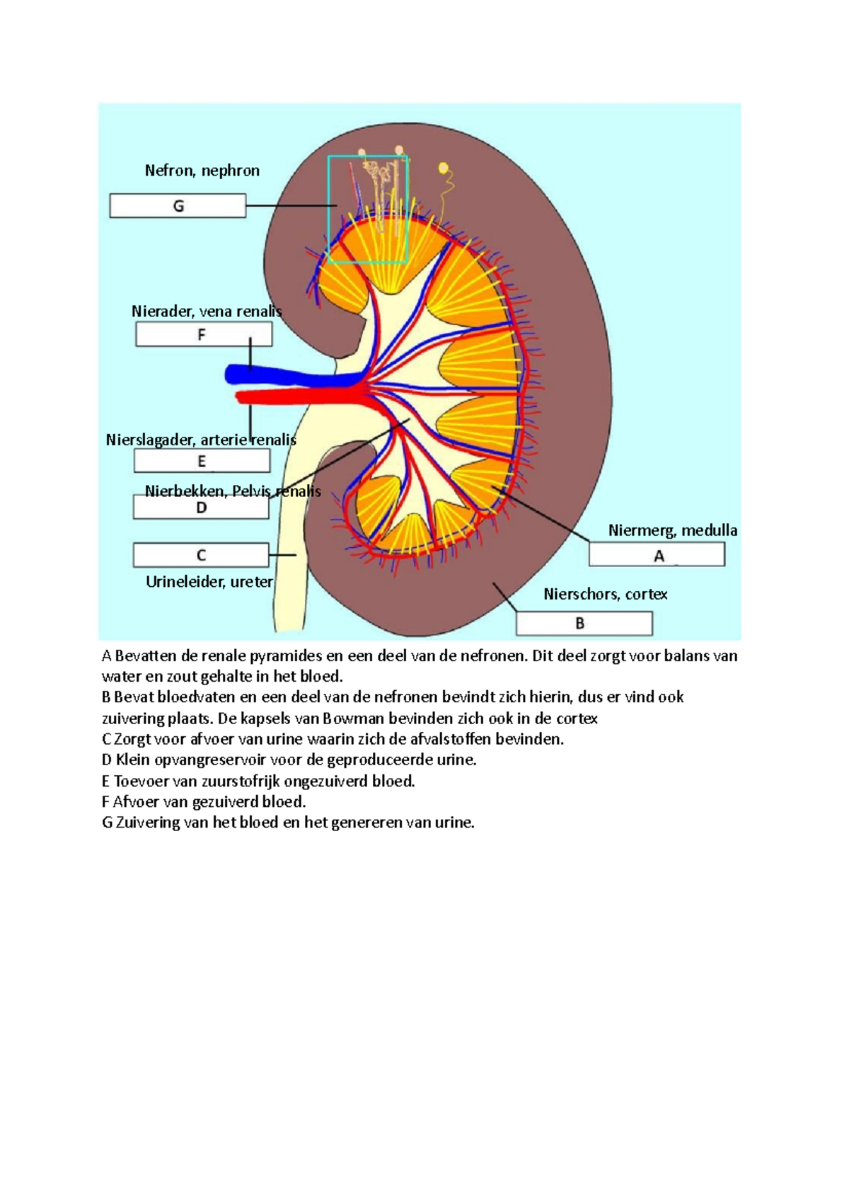 LC nieren - Nefron, nephron Nierader, vena renalis Nierslagader ...