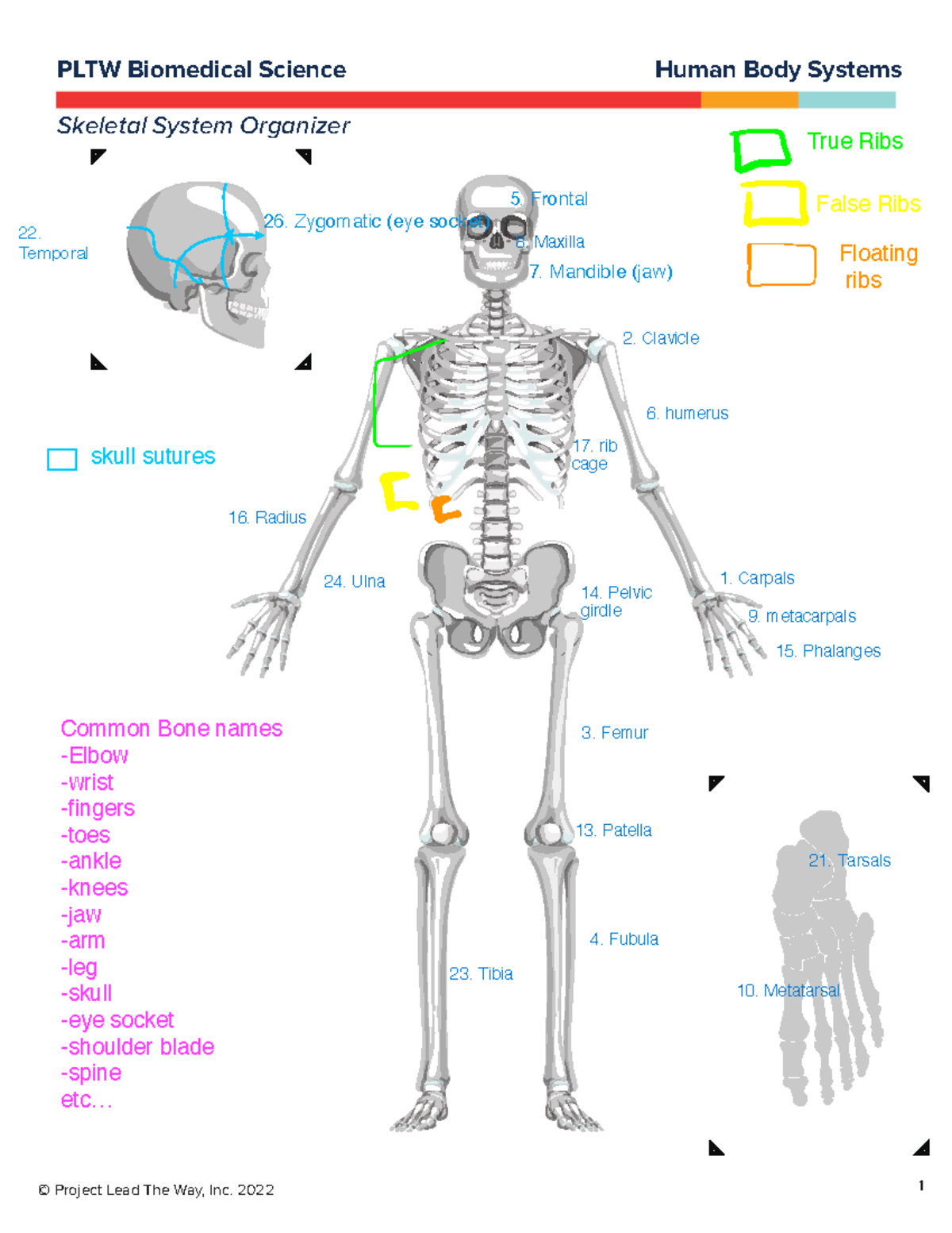 HBS skeletal system - some notes from class - PLTW Biomedical Science ...