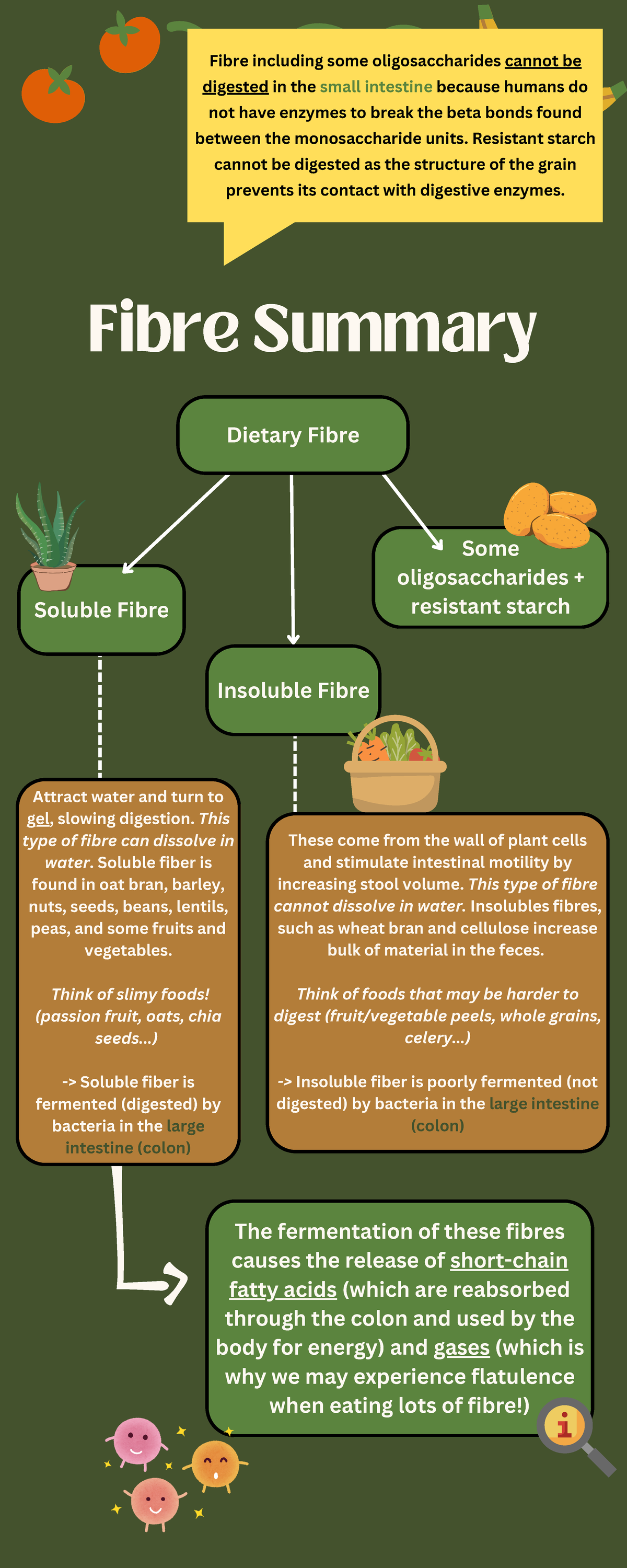 Fibre Infographic - Some oligosaccharides + resistant starch Insoluble ...