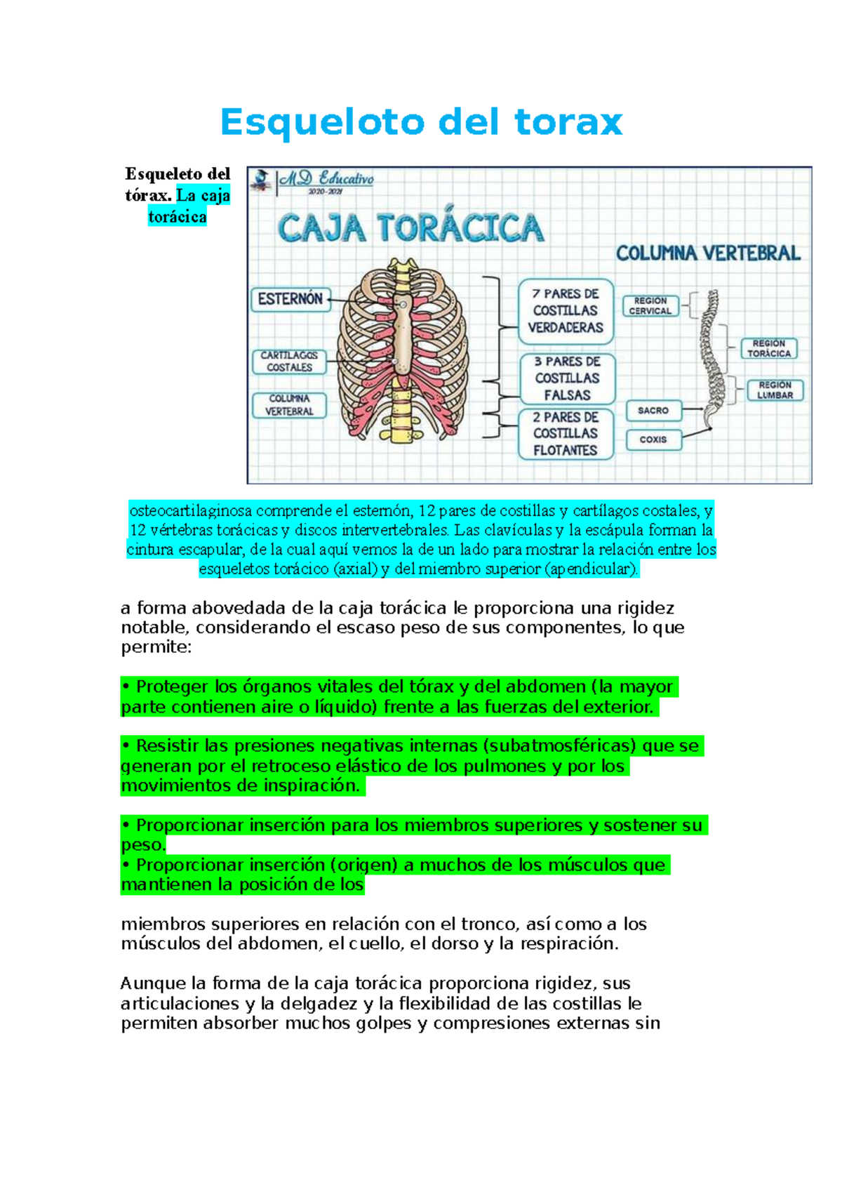 Tema del primer parcial esqueleto del torax - Esqueloto del torax ...