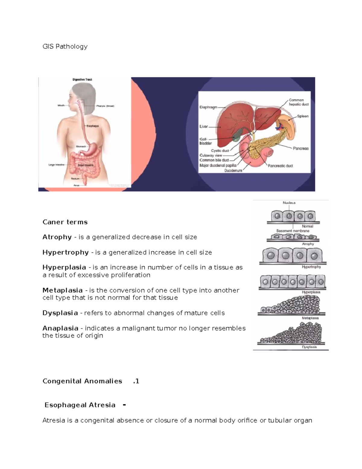 Patho Midterm Gis Pathology Caner Terms Atrophy Is A Generalized
