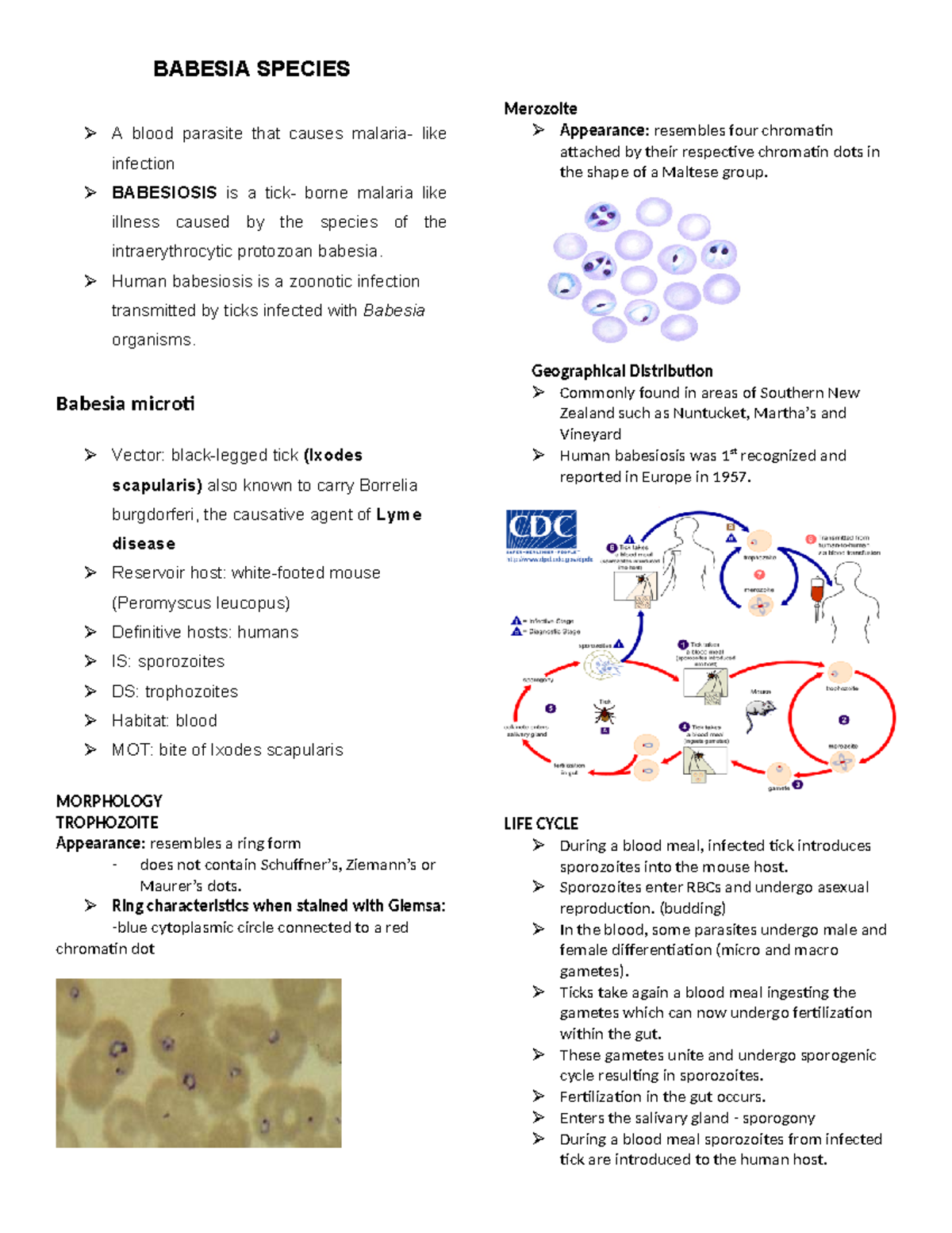 Sporozoa-lec - Notes - BABESIA SPECIES A blood parasite that causes ...