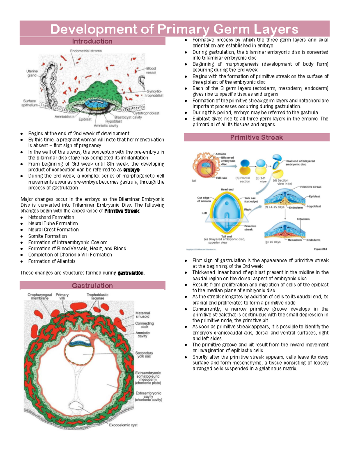 Histology of Primary Germ Layers - Development of Primary Germ Layers ...