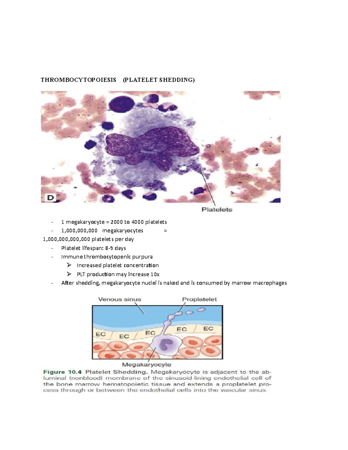 Thrombocytopoiesis - THROMBOCYTOPOIESIS (PLATELET SHEDDING) 1 ...