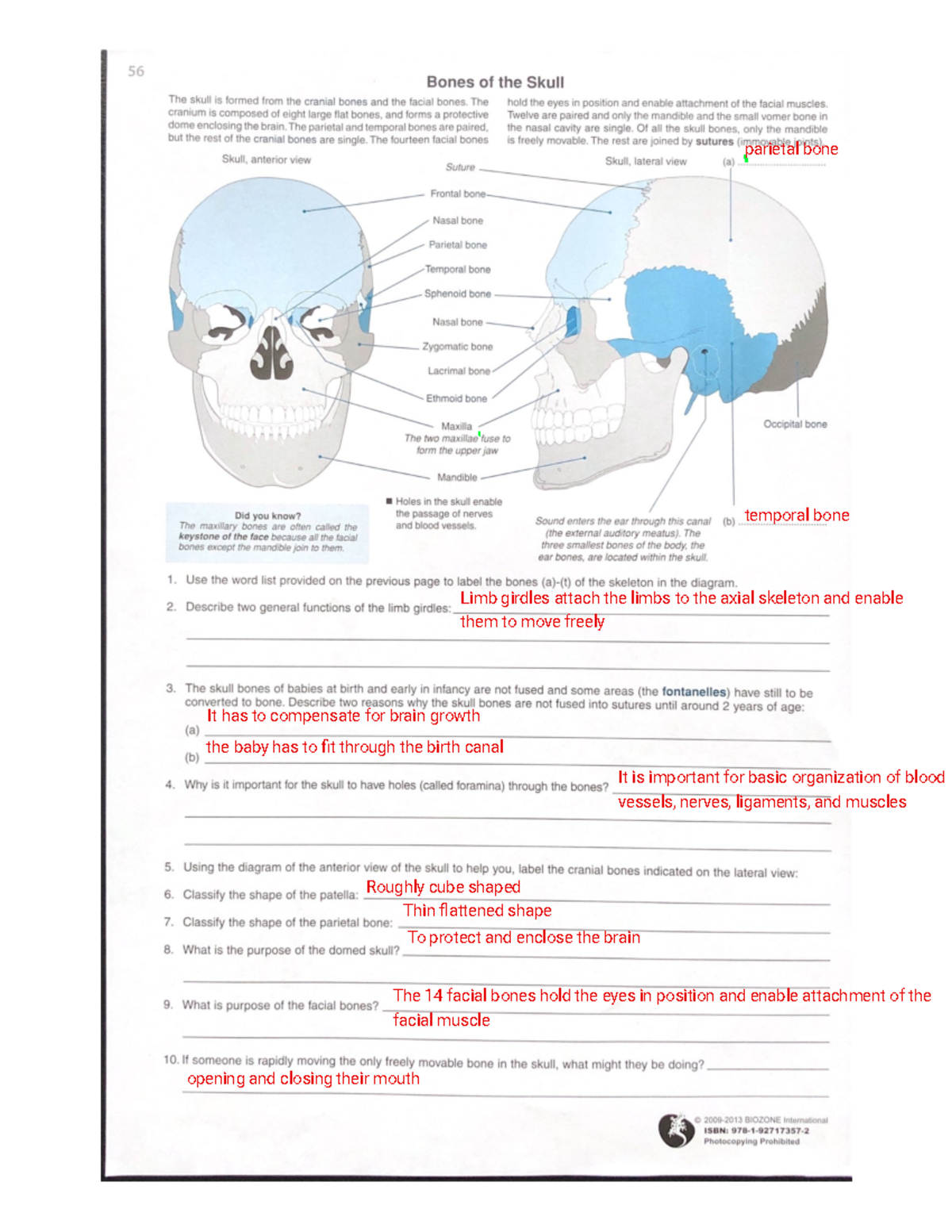 Kami Export - Bones of the Skull - BUS 358 - Studocu