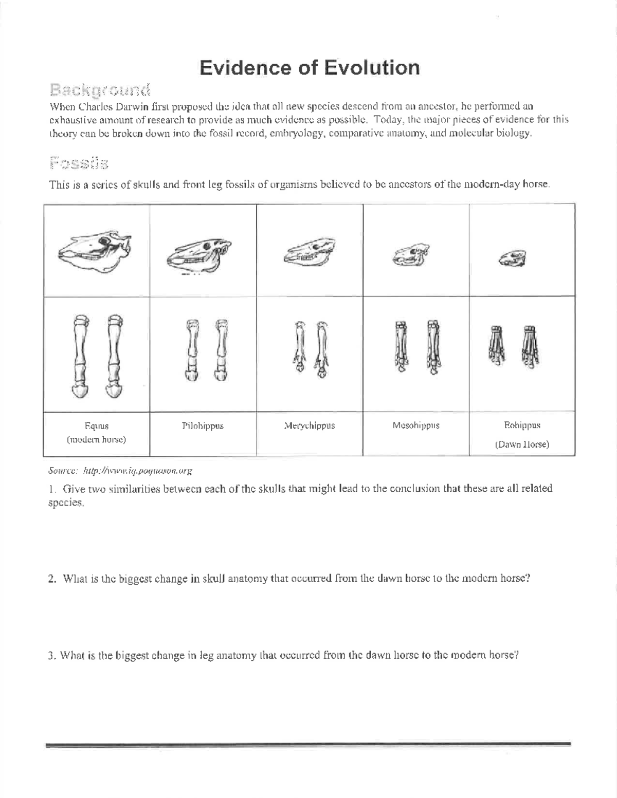 Evidence for Evolution Worksheet - Evidence of Evolution Background ...