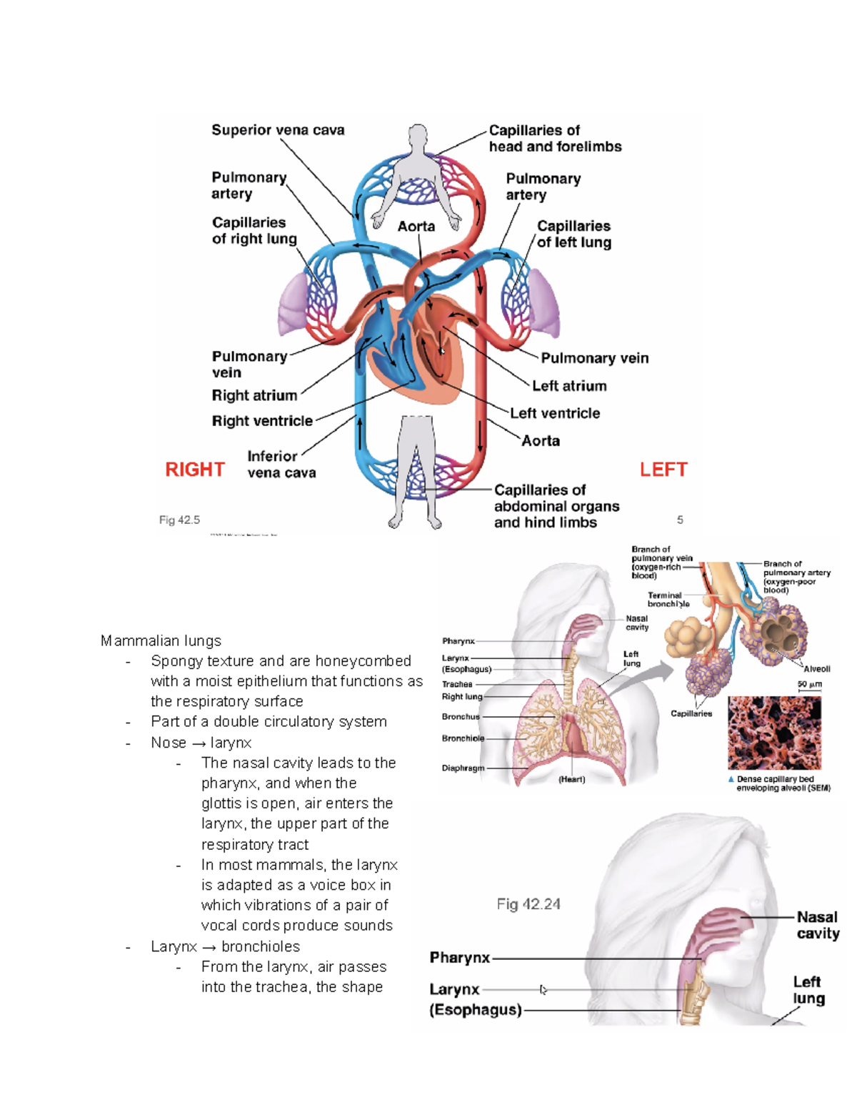 Week 3 - lungs, heart, osmoregulation, waste products, excretory ...