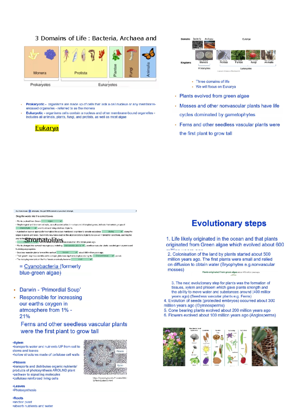 SLE132 Introduction to Plants, complied lecture 1-3 notes/diagrams ...