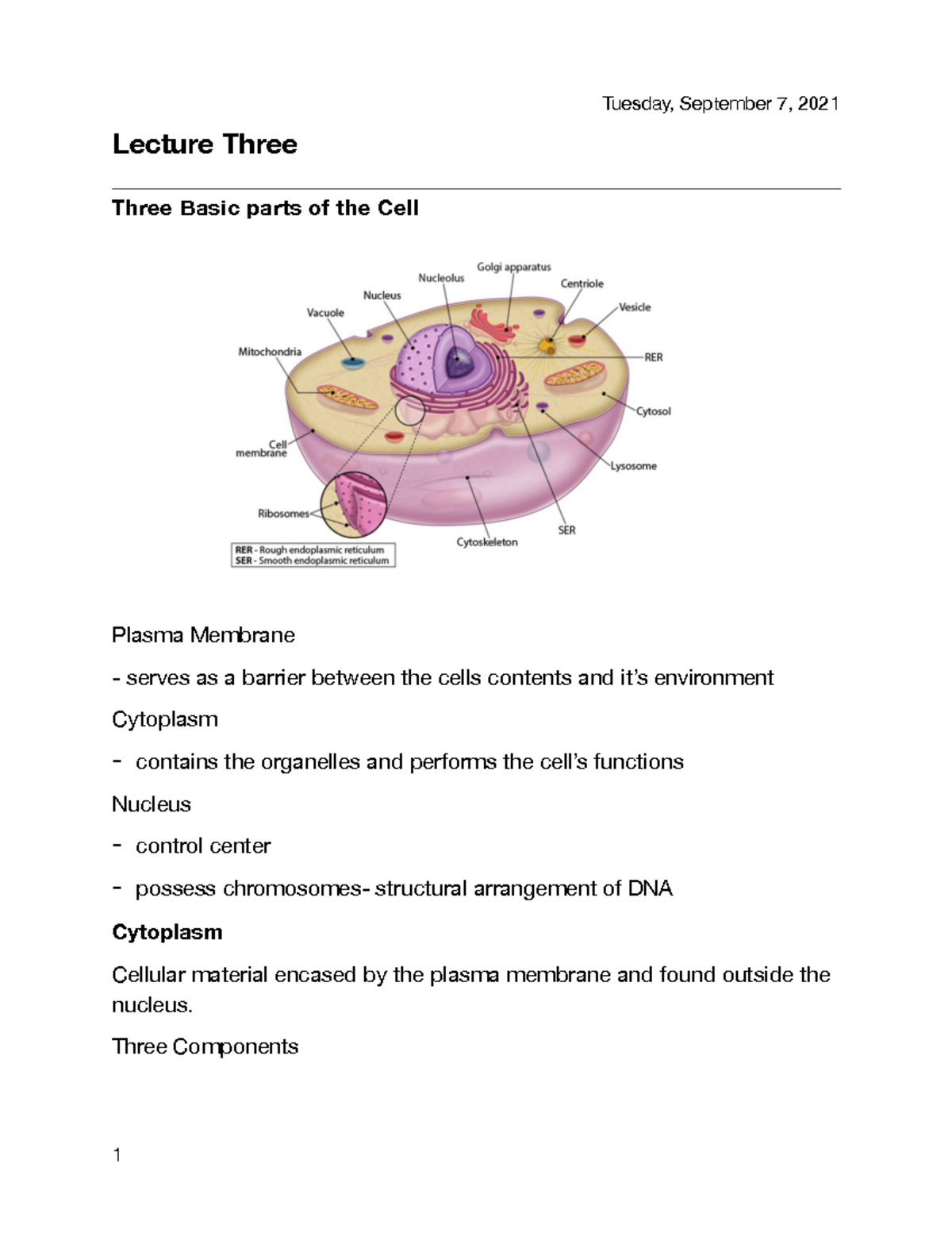 Anatomy Lecture 3 Notes - Lecture Three Three Basic parts of the Cell ...