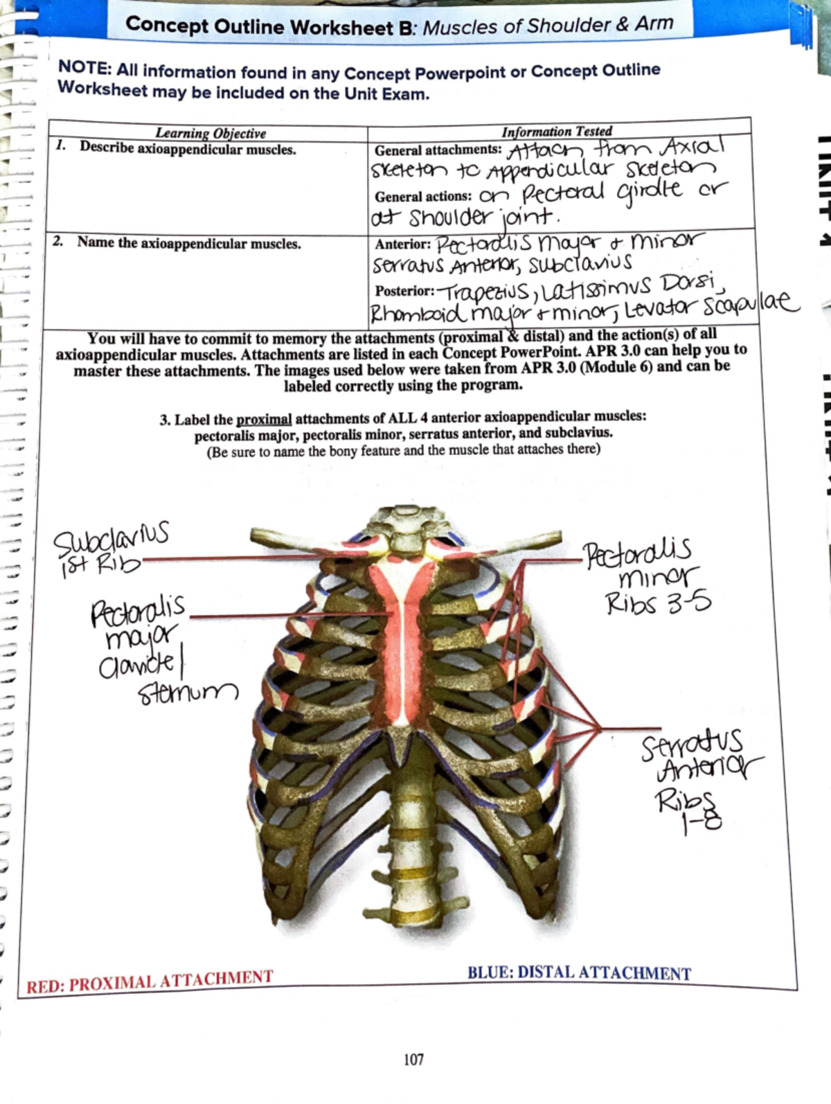 Muscles of shoulder and arm - _, Concept Outline Worksheet B: Muscles ...