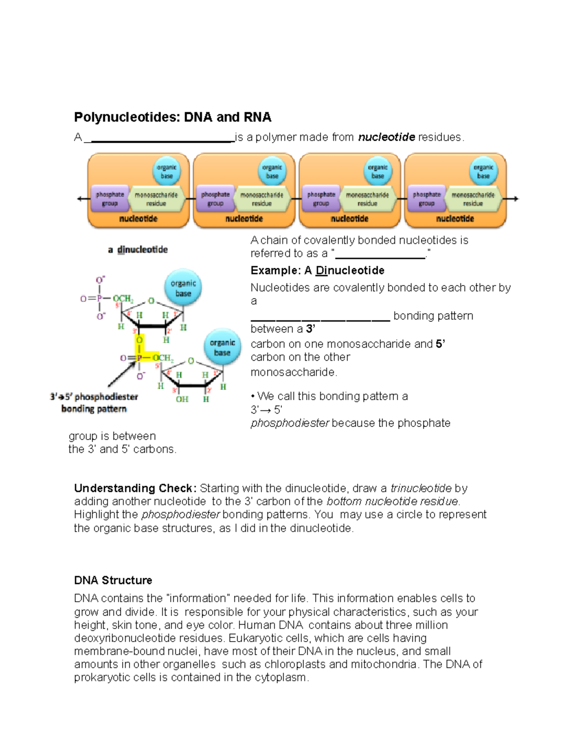 Polynucleotides DNA and RNA - A chain of covalently bonded nucleotides ...