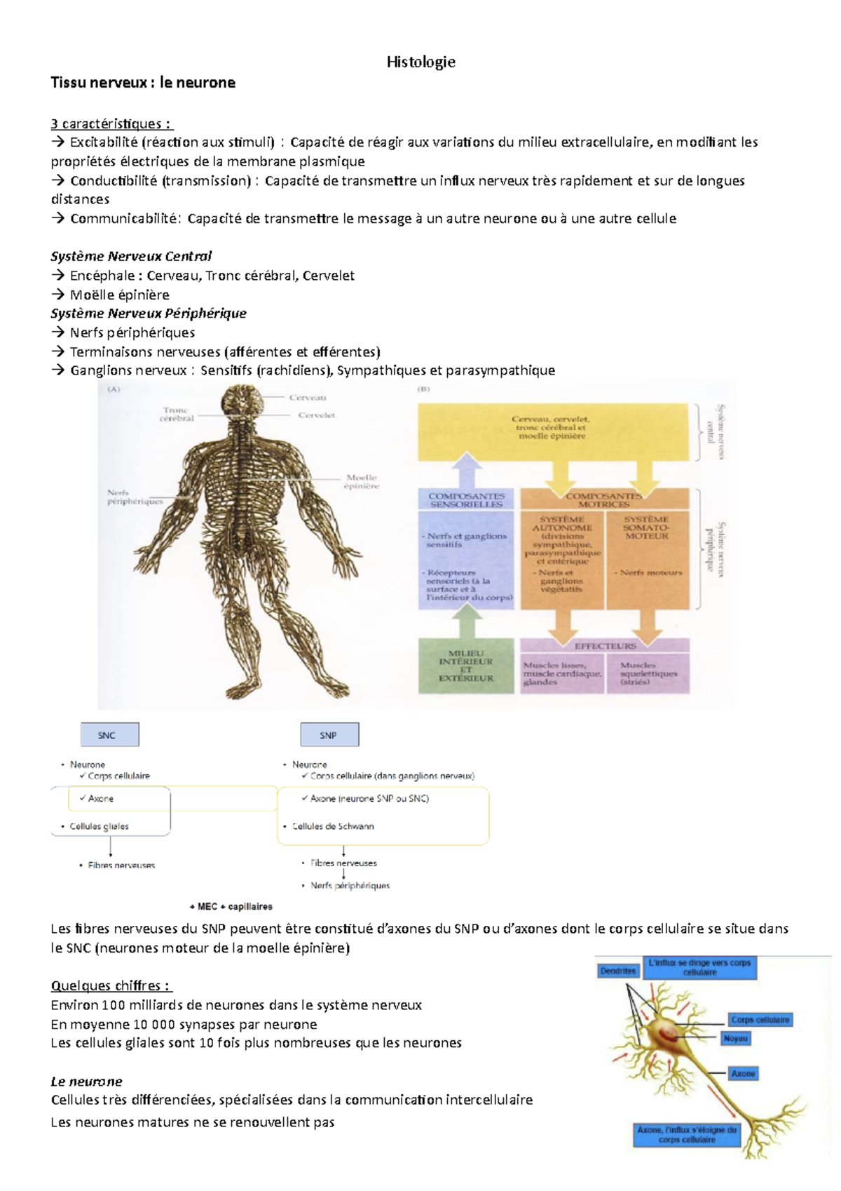 Tissu nerveux - Histologie Tissu nerveux : le neurone 3 ...