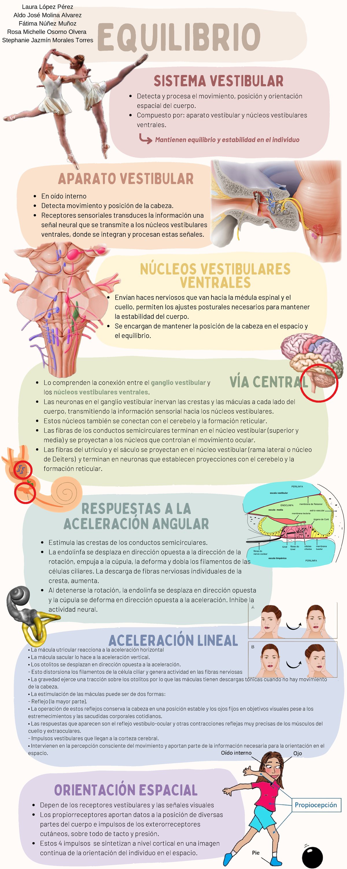 Equilibrio - Las neuronas en el ganglio vestibular inervan las crestas ...