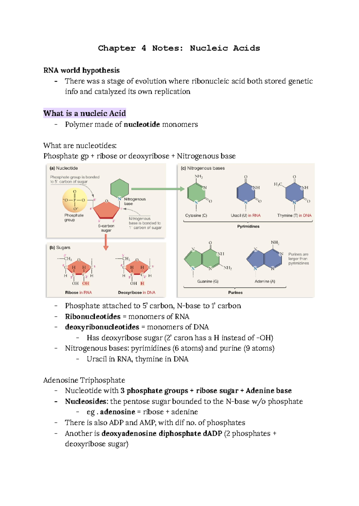 Chapter 4 Notes Nucleic Acids - Chapter 4 Notes: Nucleic Acids RNA ...