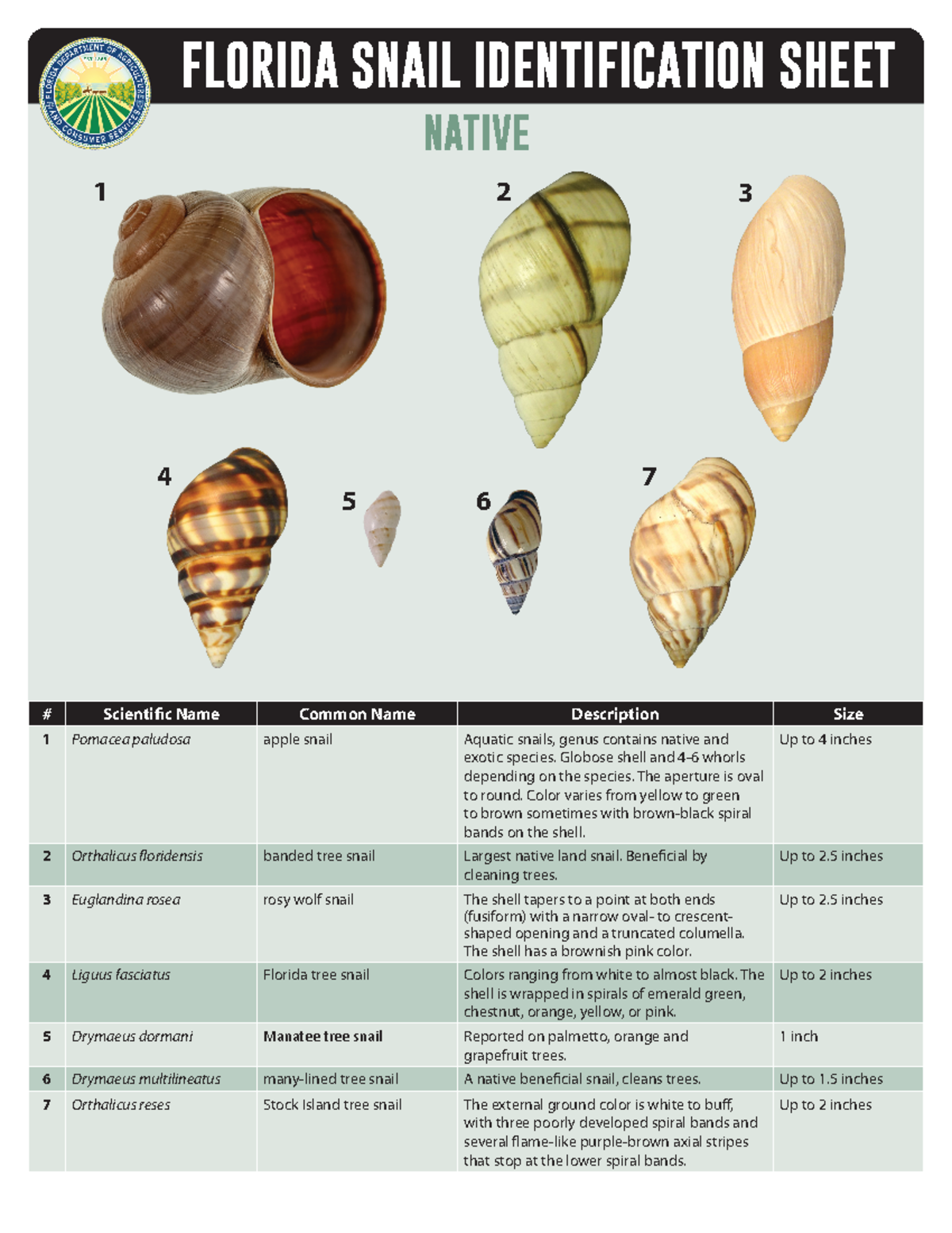 Snail-id-sheet - information om sniglar - FLORIDA SNAIL IDENTIFICATION ...