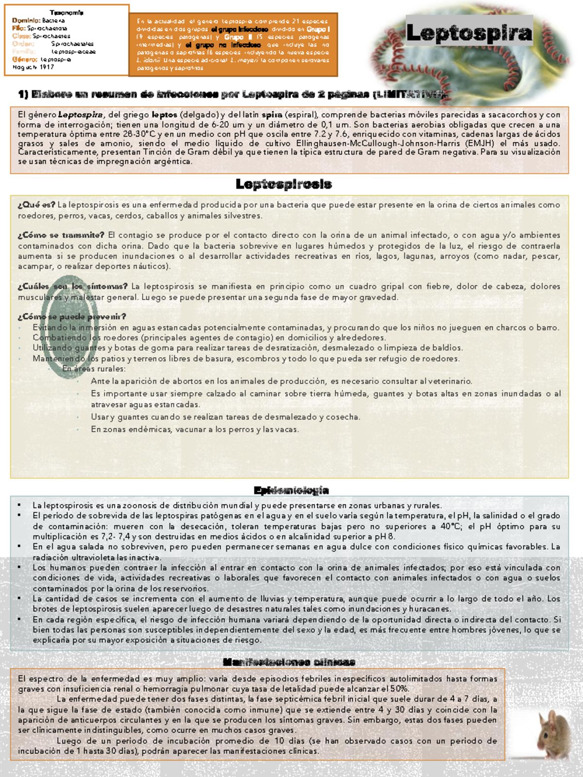 Leptospira - Laptospira - El género Leptospira, del griego leptos ...