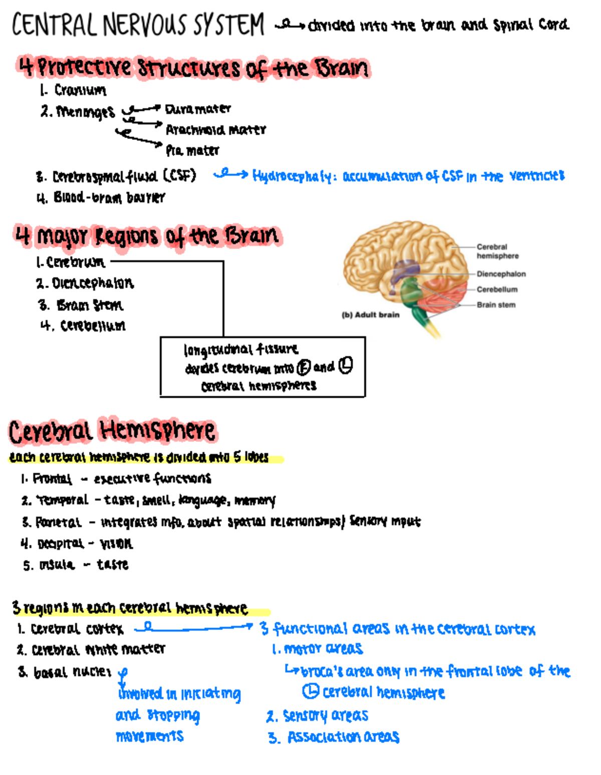 Central Nervous System Summary - I> divided into the brain and spinal ...