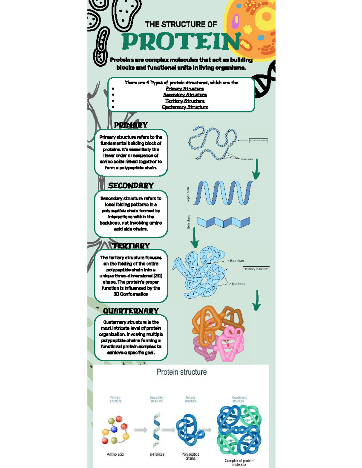 Mitosis Infographic in Green Blue Hand Drawn Style - Copy - Earth Life ...