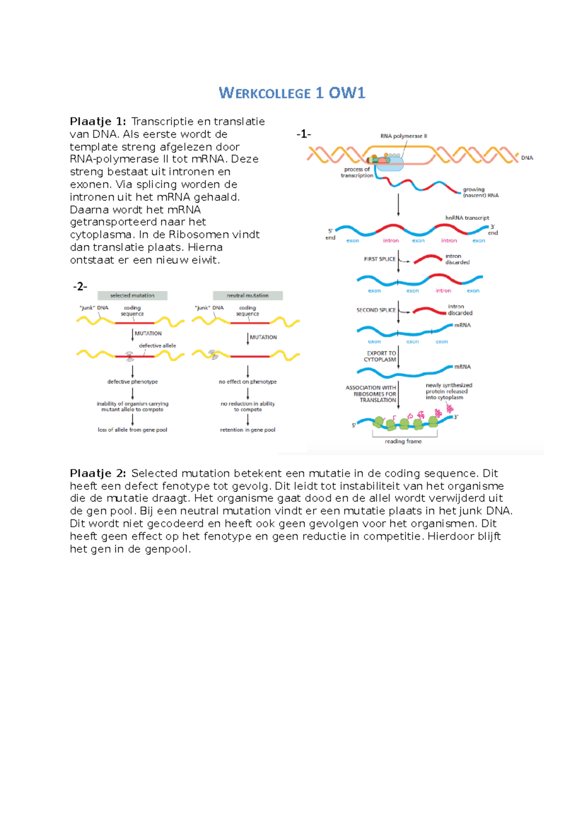 Week 1 WC 1+ OW1 - Werkgroep 1 - WERKCOLLEGE 1 OW1 Plaatje 1 ...