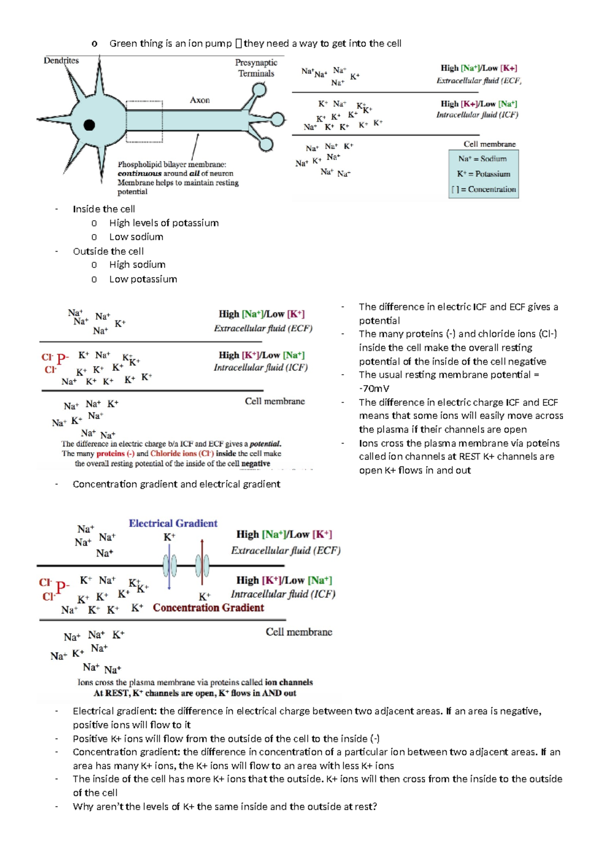 Psychology notes-5 - o Green thing is an ion pump they need a way to ...