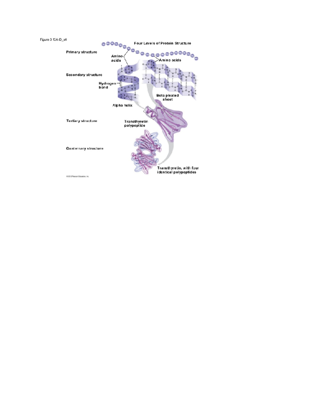 Chapter 3 diagrams - BIOL3622 - Studocu