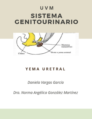 Cálices y uréteres - Uréteres y cálices menores y mayores Raymundo ...