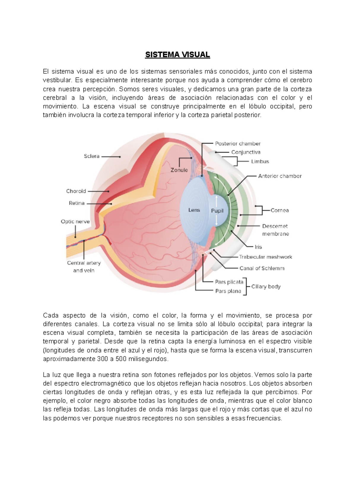 El sistema visual - SISTEMA VISUAL El sistema visual es uno de los ...