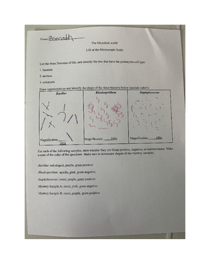 Alternation of generations worksheet Professor Alegre - BSC 1011 - NSU ...