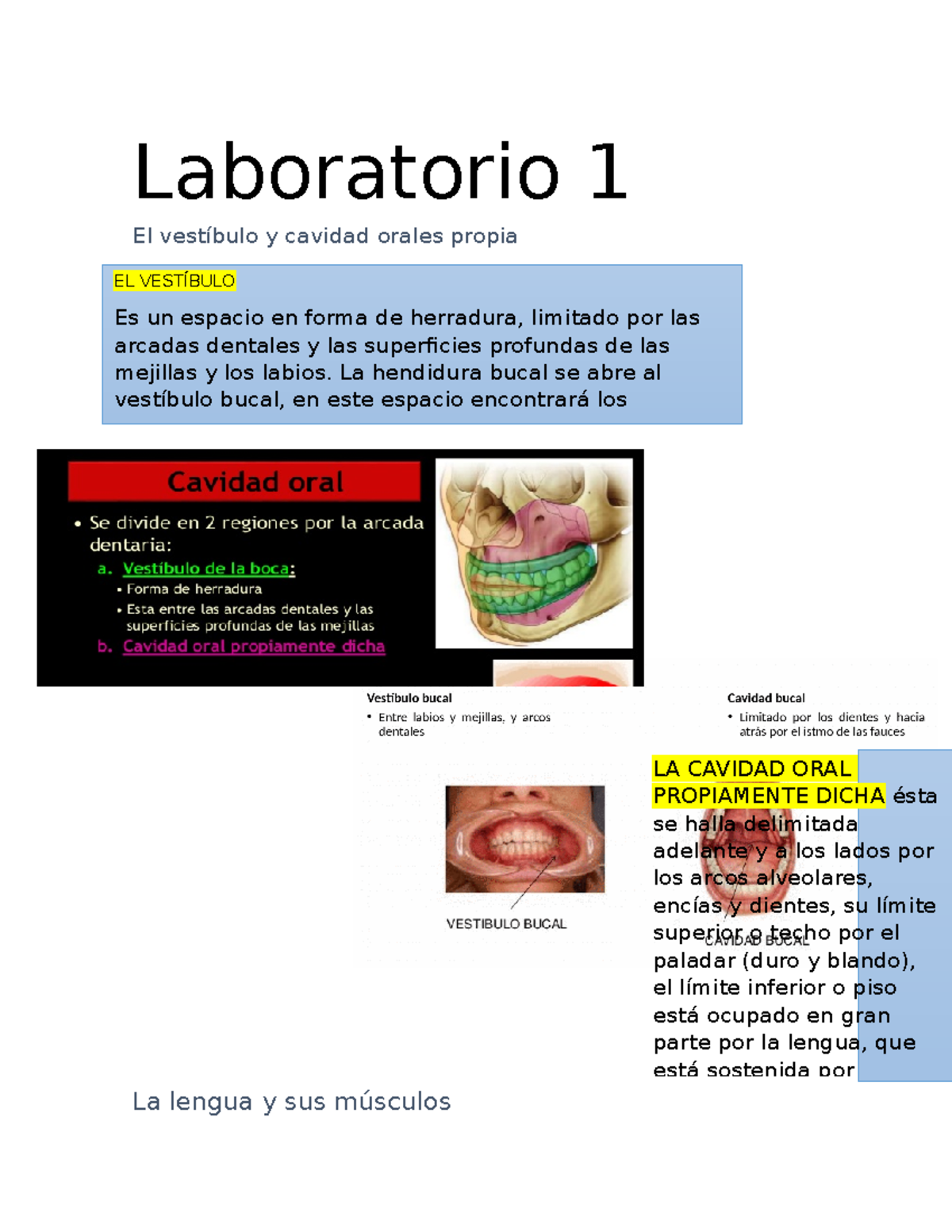 Anato - Laboratorio 1 El vestíbulo y cavidad orales propia La lengua y ...