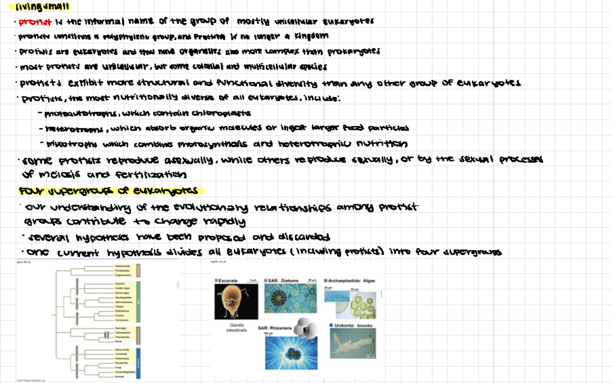 Bio lecture 3 - bio - living small protist is the informal name of the ...