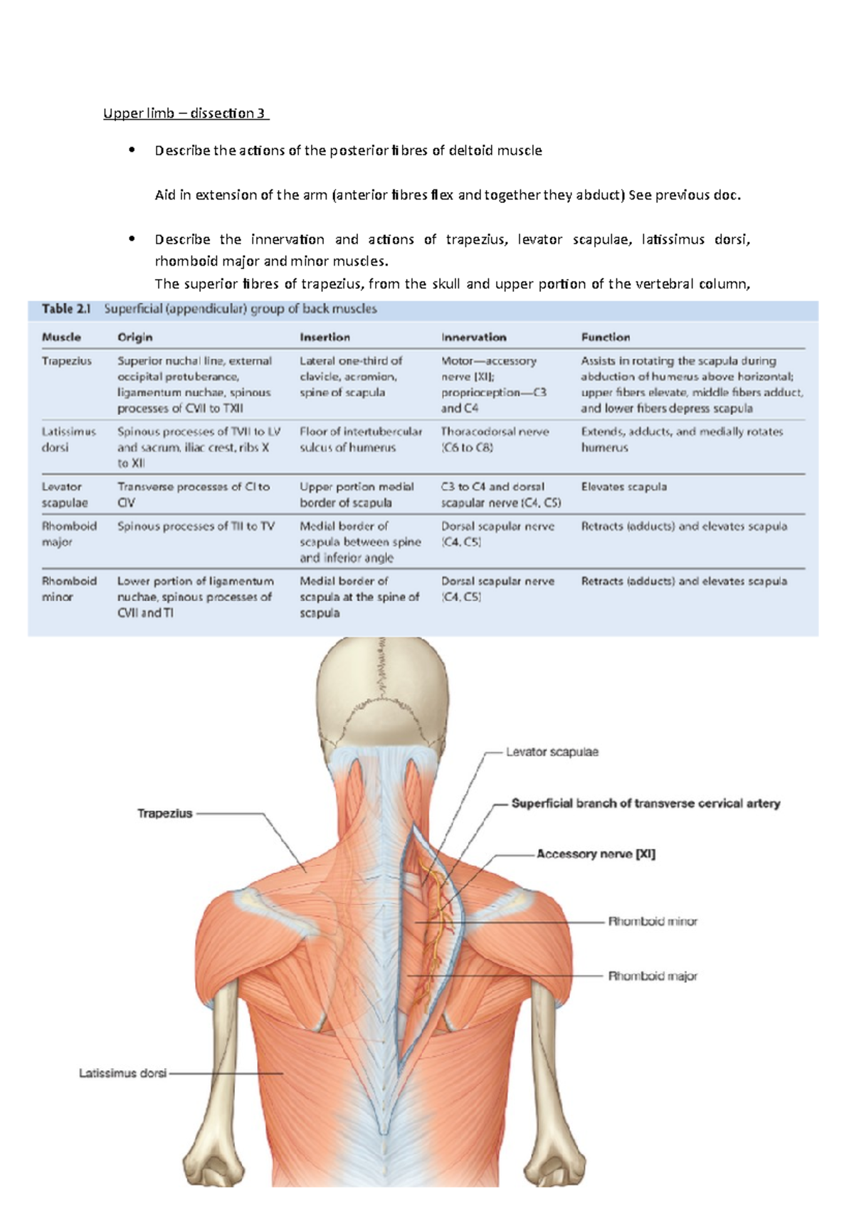 Upper Limb dissection 3 - Upper limb – dissection 3 Describe the ...