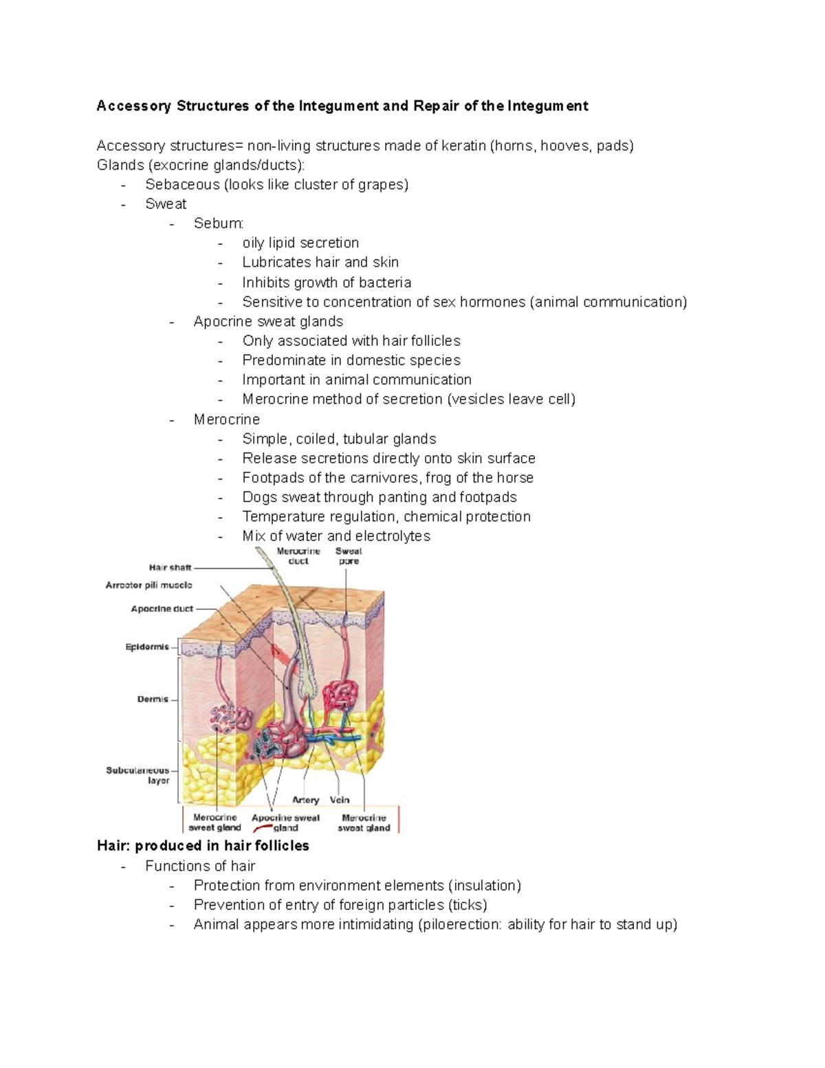 Integument System Lecture - Accessory Structures of the Integument and ...